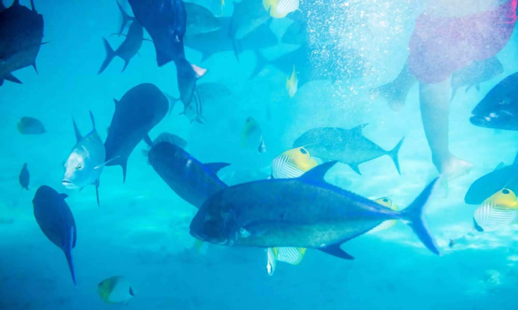 Captain Tama's Lagoon Cruizes & Aquasportz | Cook Islands