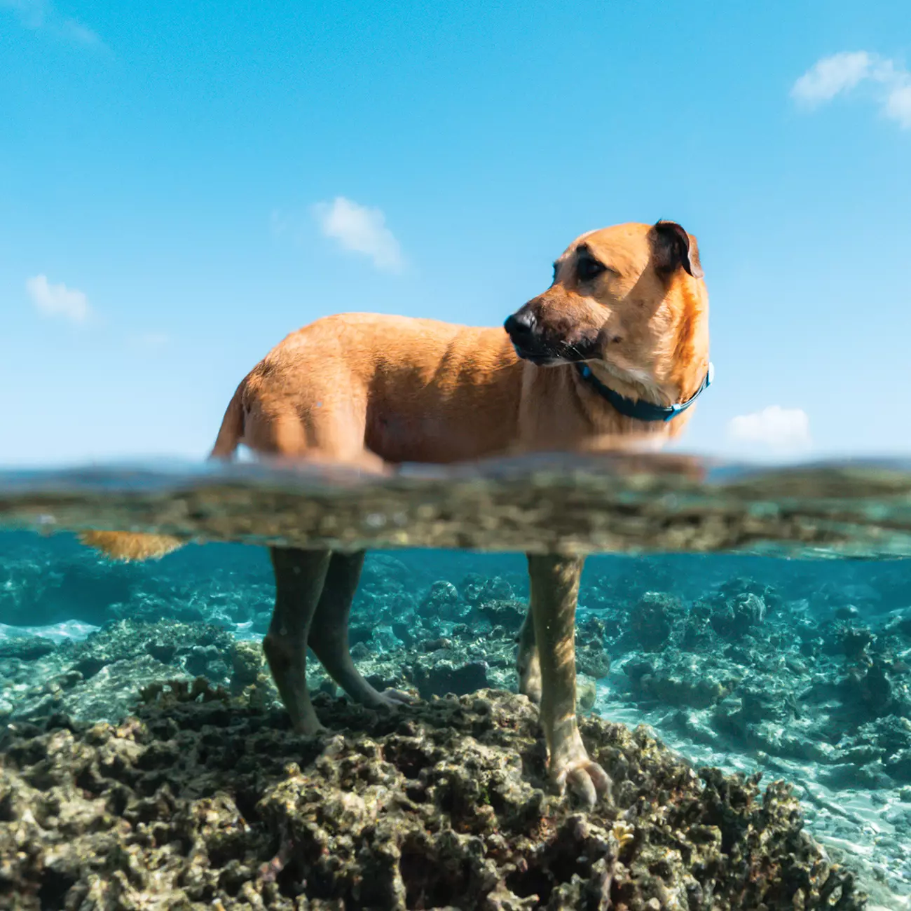 Health, Safety & Security | Cook Islands