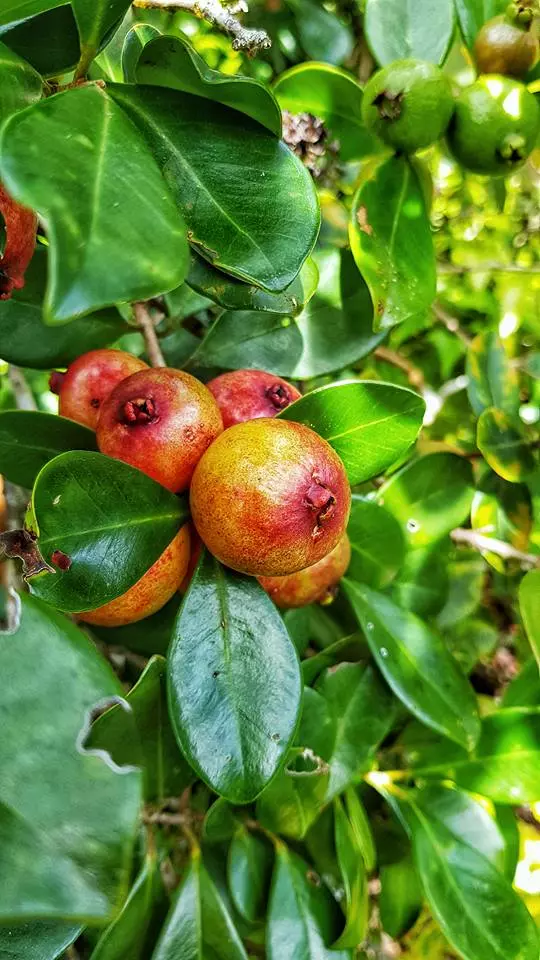 Things to look for | Cook Islands