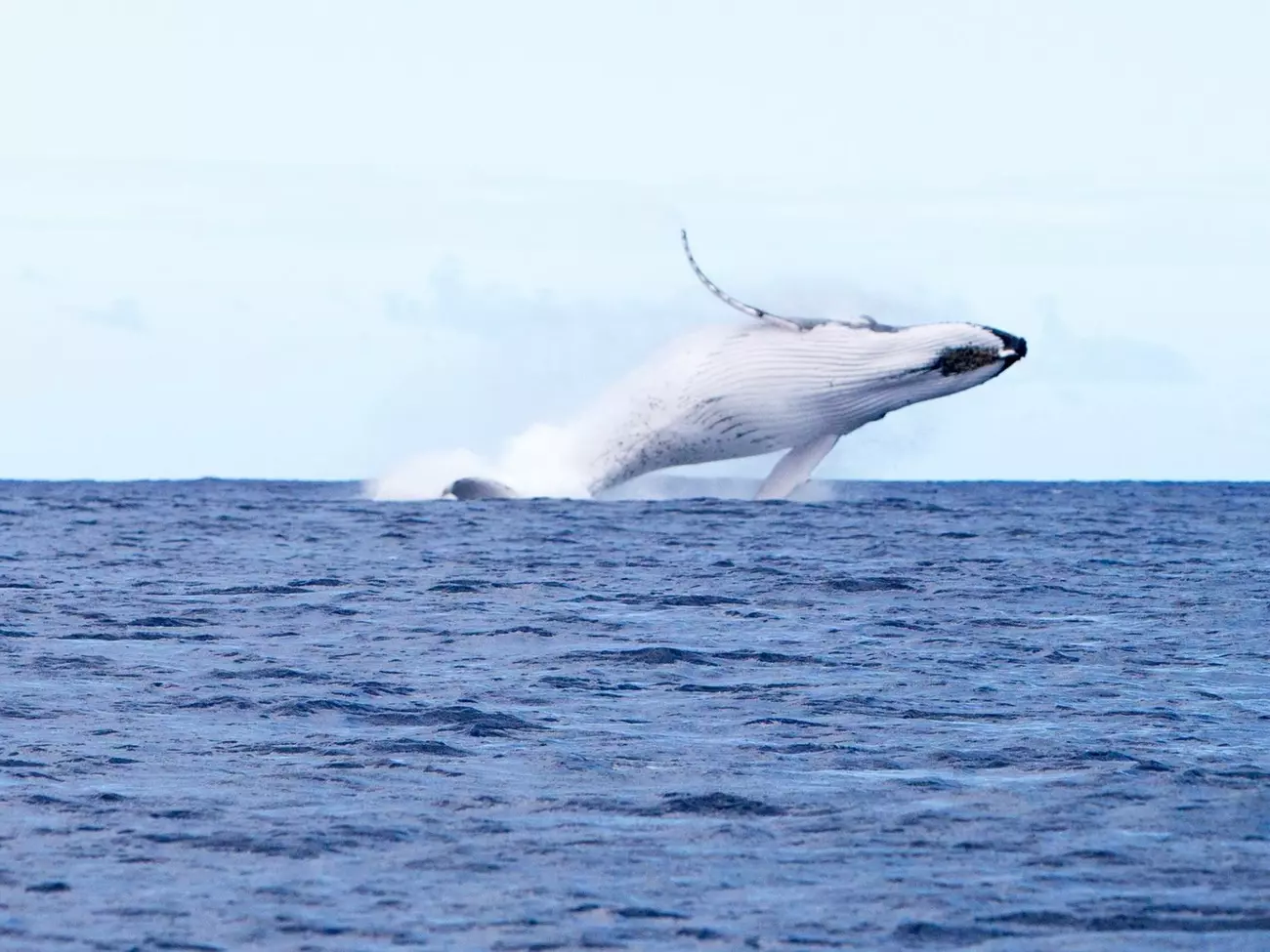 Whale Tours | Cook Islands
