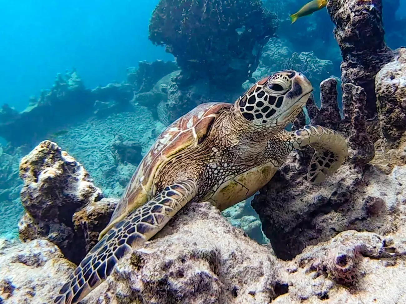 Turtle Tours | Cook Islands