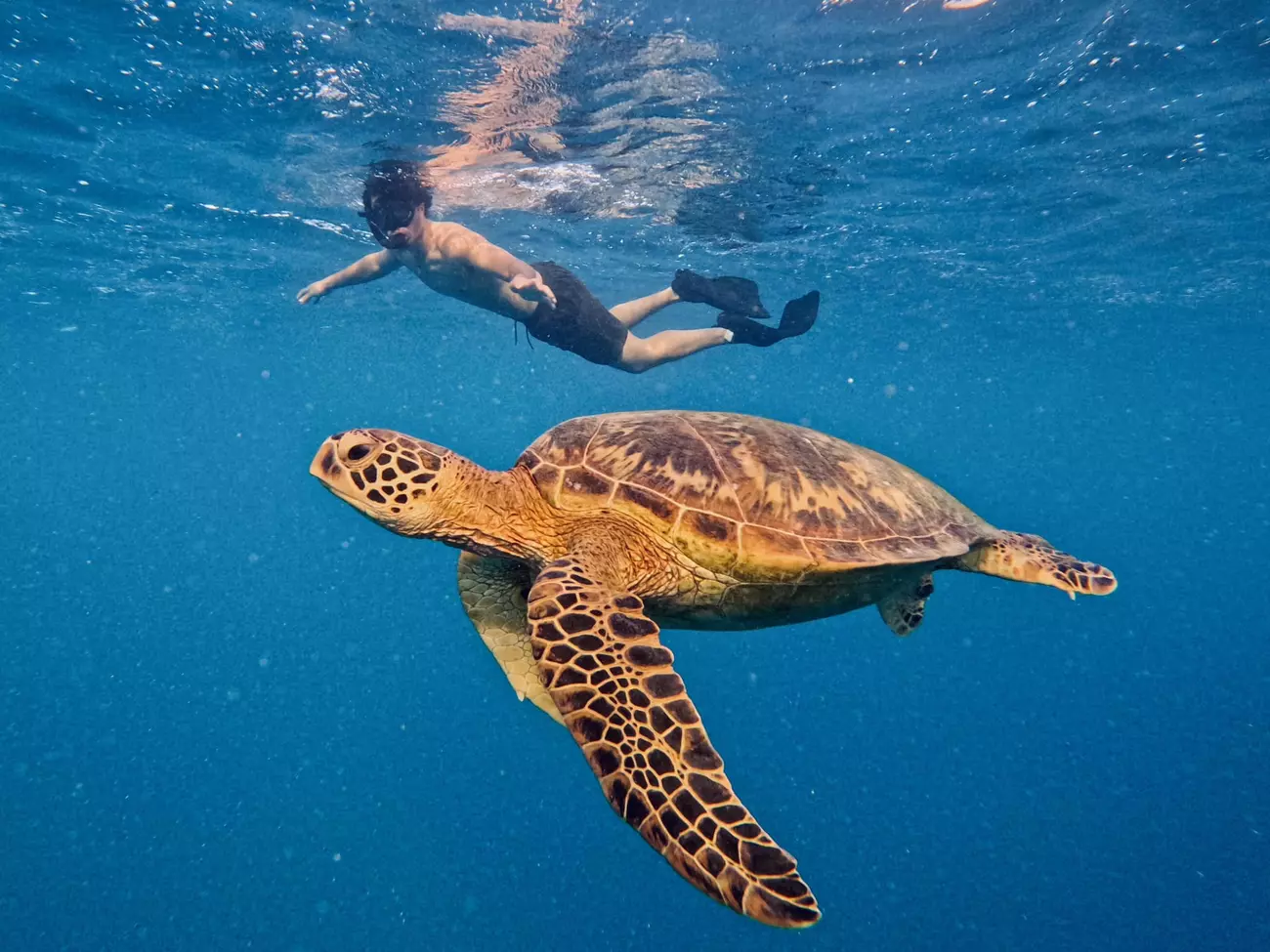 Turtle Tour Operator Partnership | Cook Islands